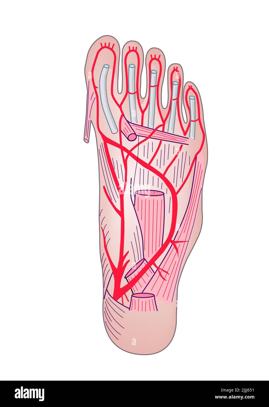 Arterial system of the foot, illustration Stock Photo - Alamy
