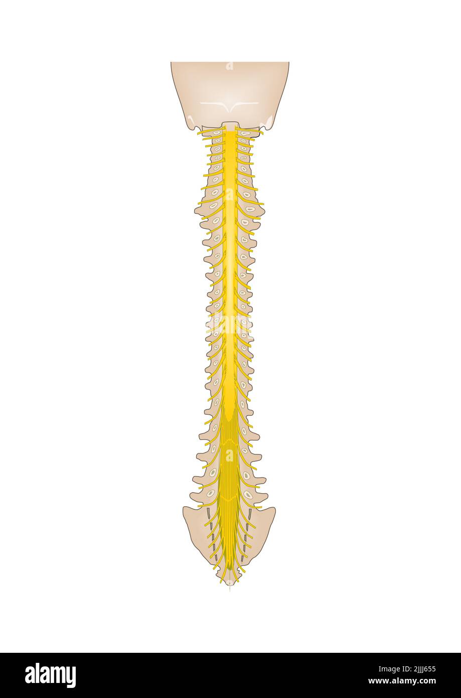Spinal nerves, illustration Stock Photo - Alamy
