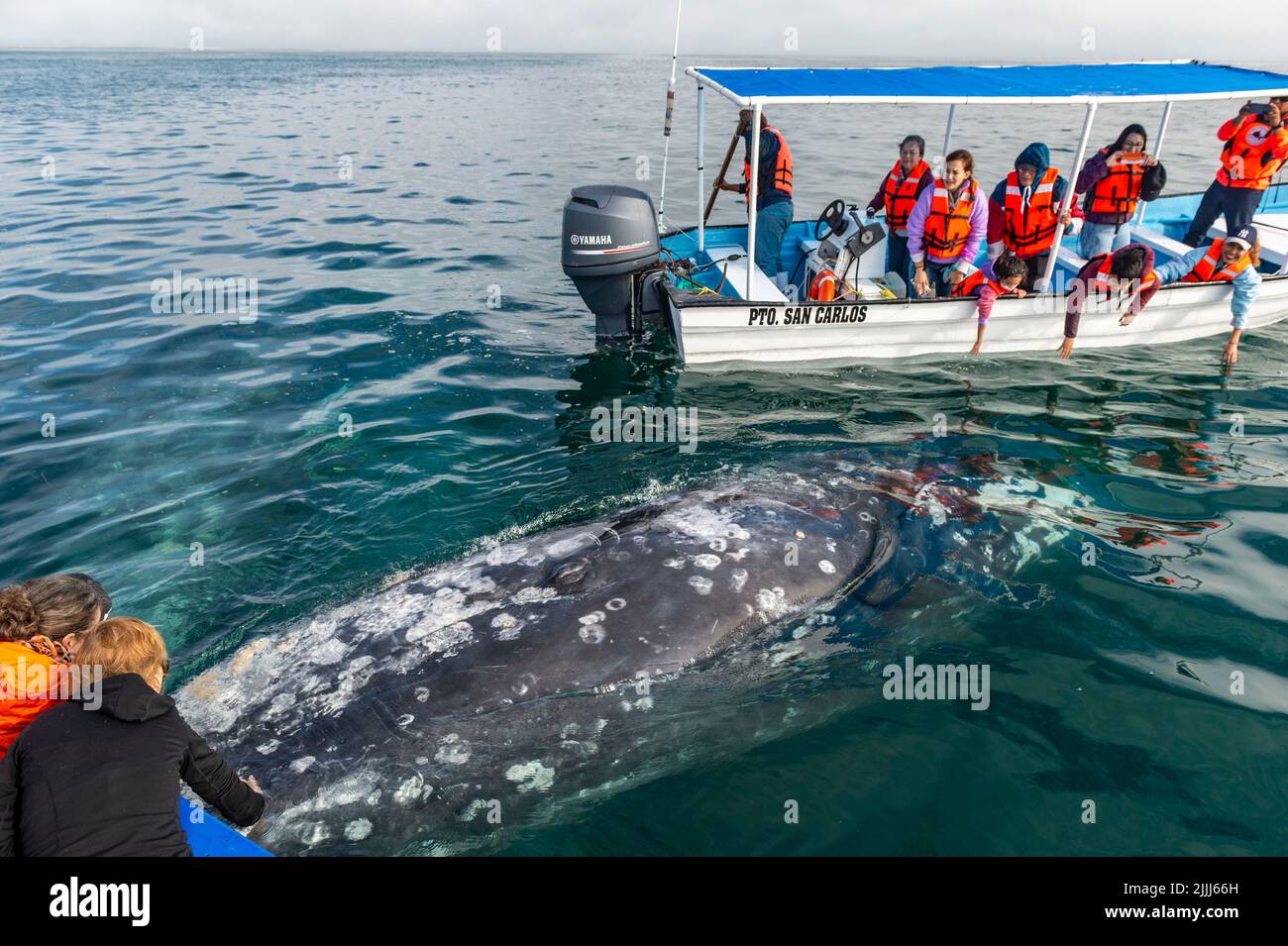 Tourist boats watching a gray whale Stock Photo - Alamy