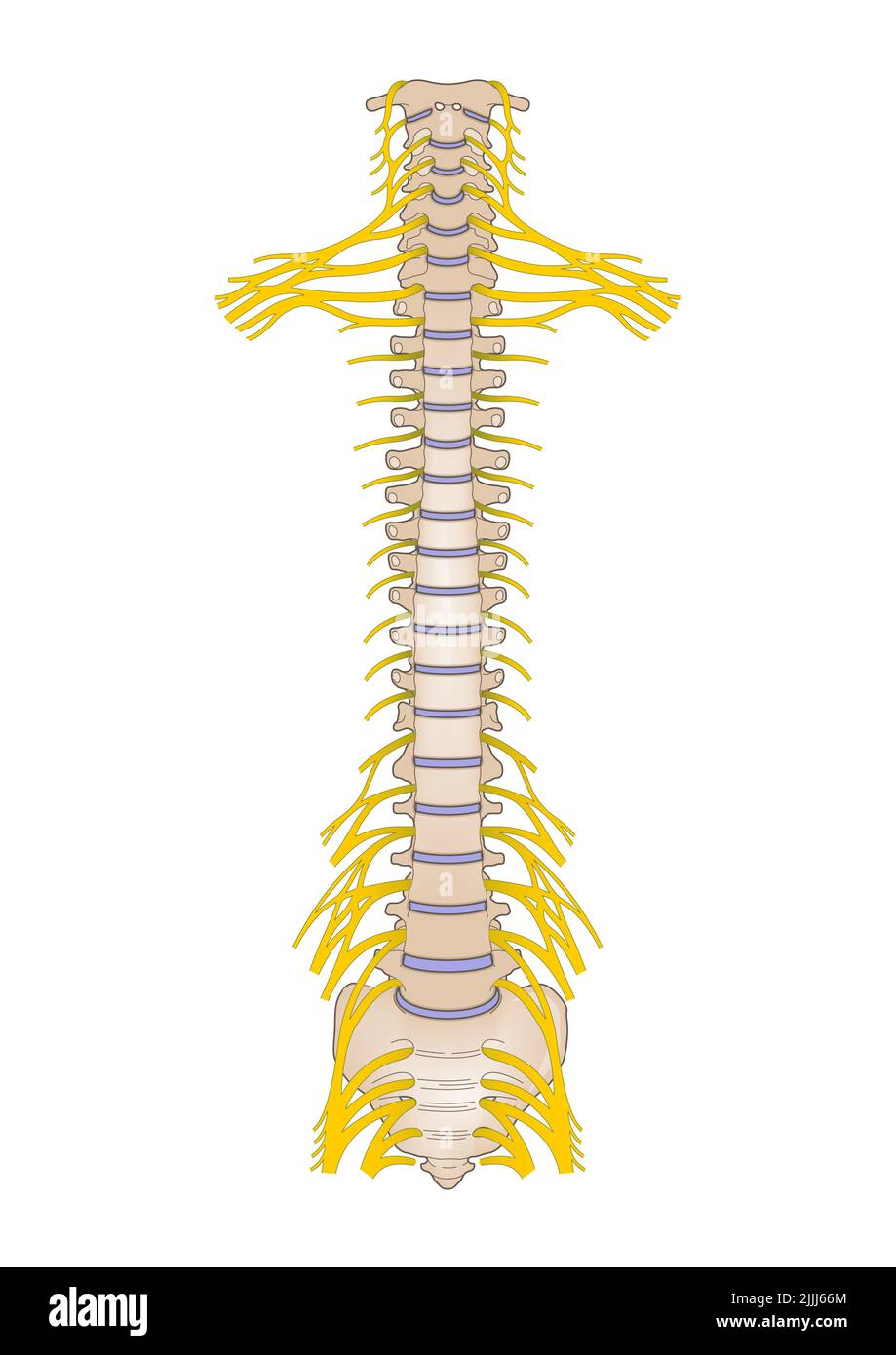 Spinal nerves and plexuses, illustration Stock Photo - Alamy
