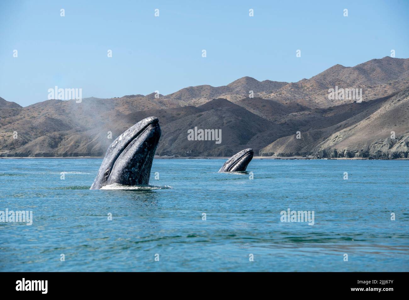 Grey whales spyhopping Stock Photo - Alamy