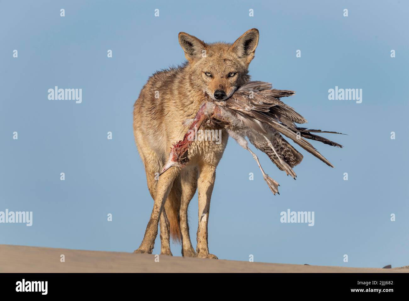 Coyote with prey Stock Photo - Alamy
