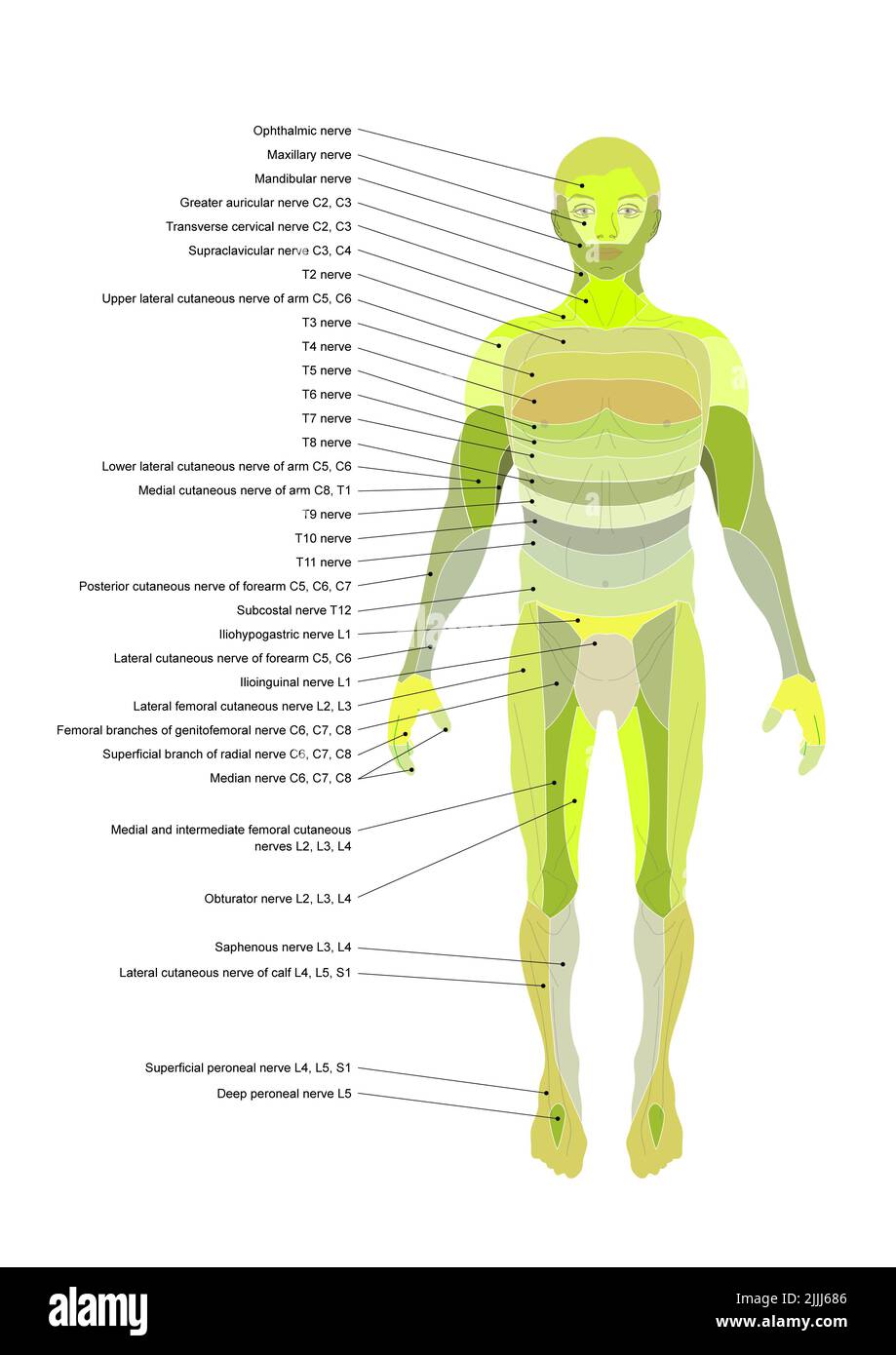 Human nerves, illustration Stock Photo - Alamy