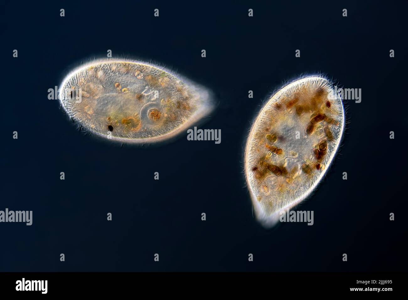 Frontonia protist, light micrograph Stock Photo - Alamy