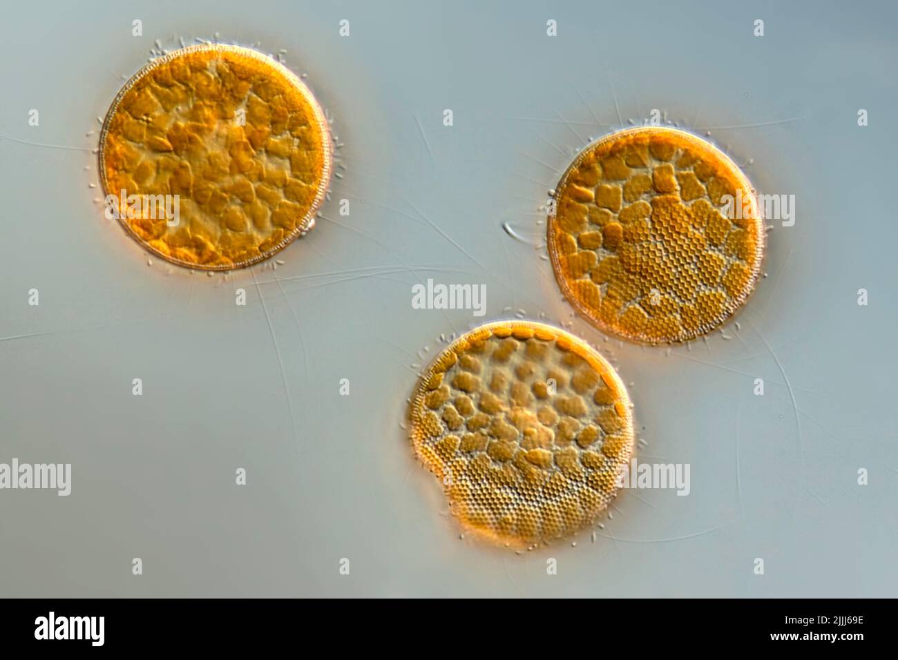 Thalassiosira sp. algae, light micrograph Stock Photo - Alamy