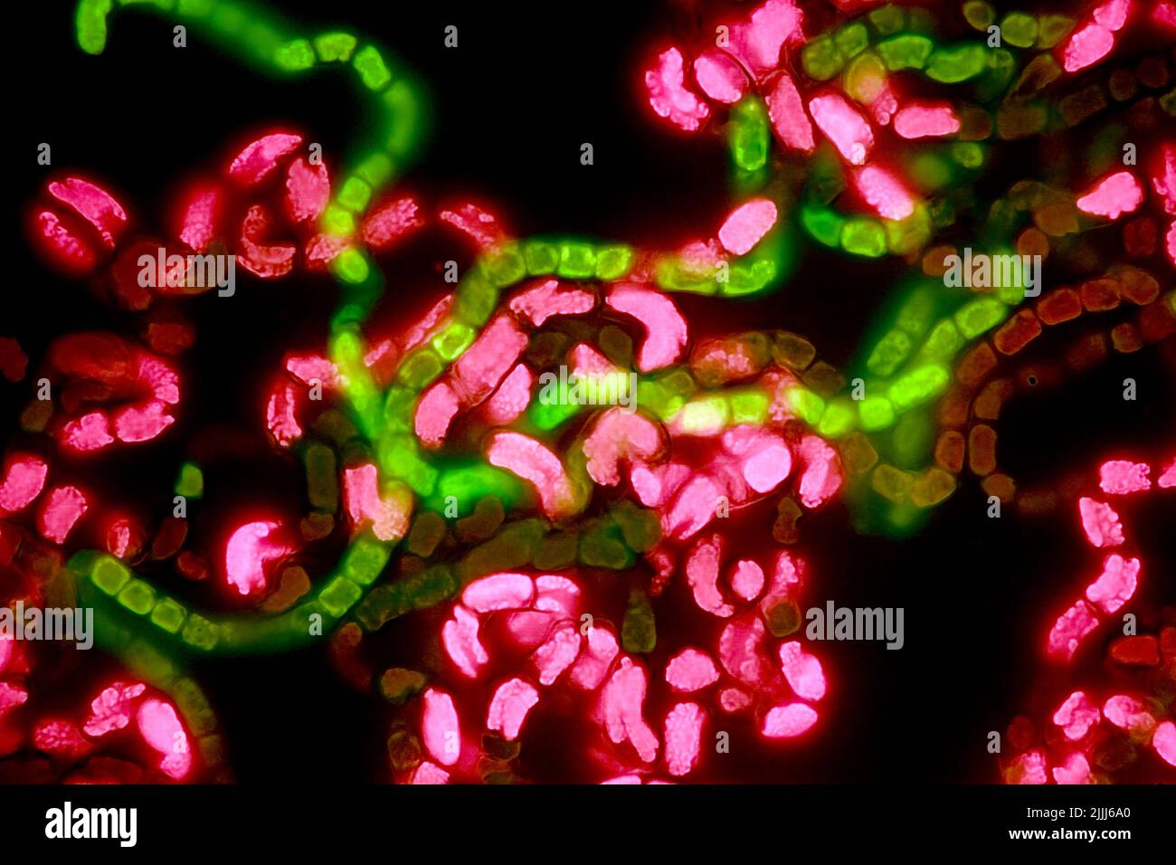 Zygnema pseudogedeanum algae, light micrograph Stock Photo - Alamy