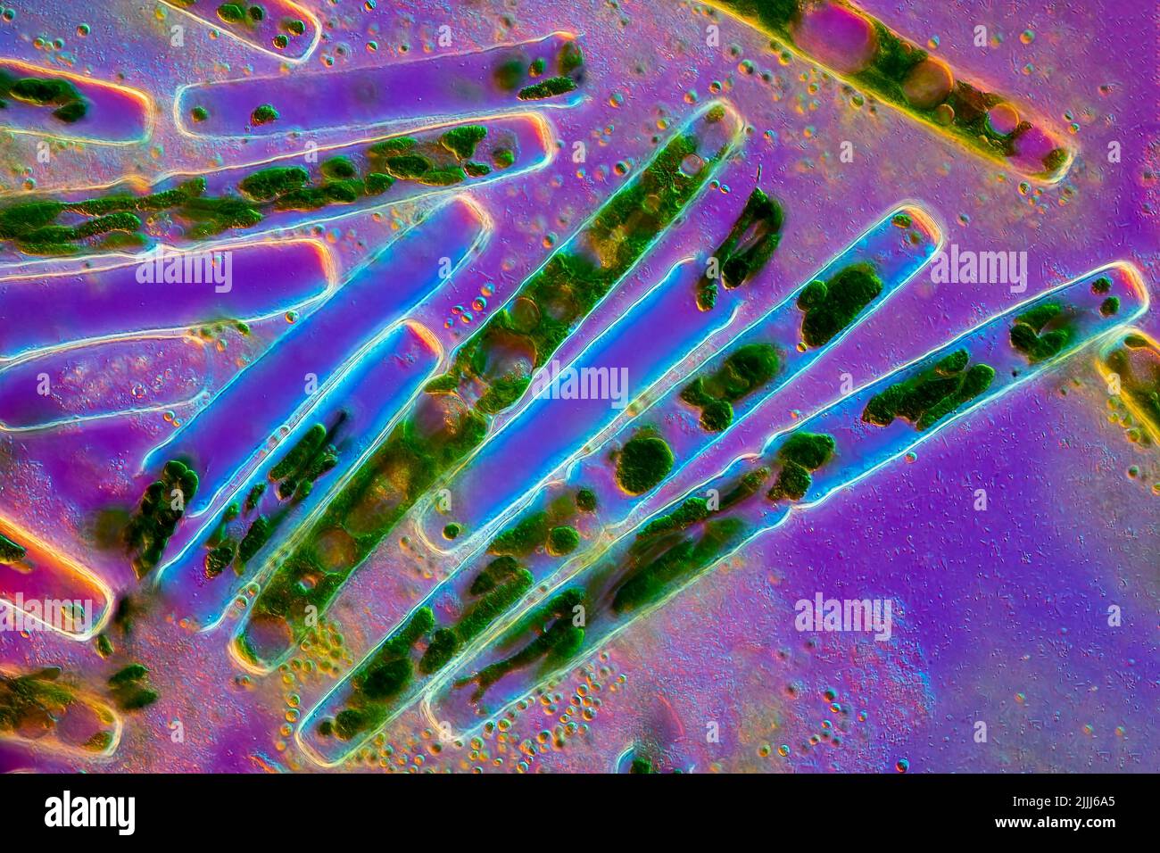 Pleurotaenium ehrenbergii algae, light micrograph Stock Photo - Alamy
