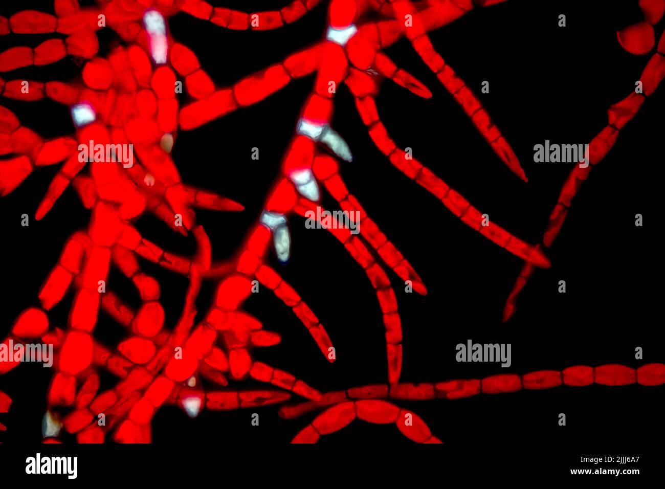 Stigeoclonium tenue algae, light micrograph Stock Photo - Alamy