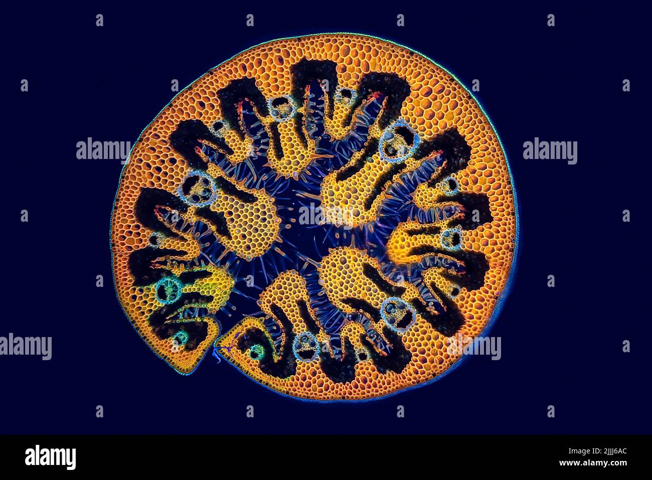 Ammophila sp., fluorescent light micrograph Stock Photo - Alamy