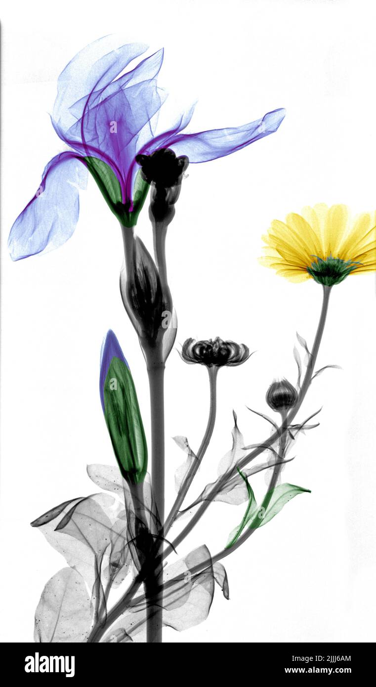 Iris and marigold flowers, X-ray Stock Photo - Alamy
