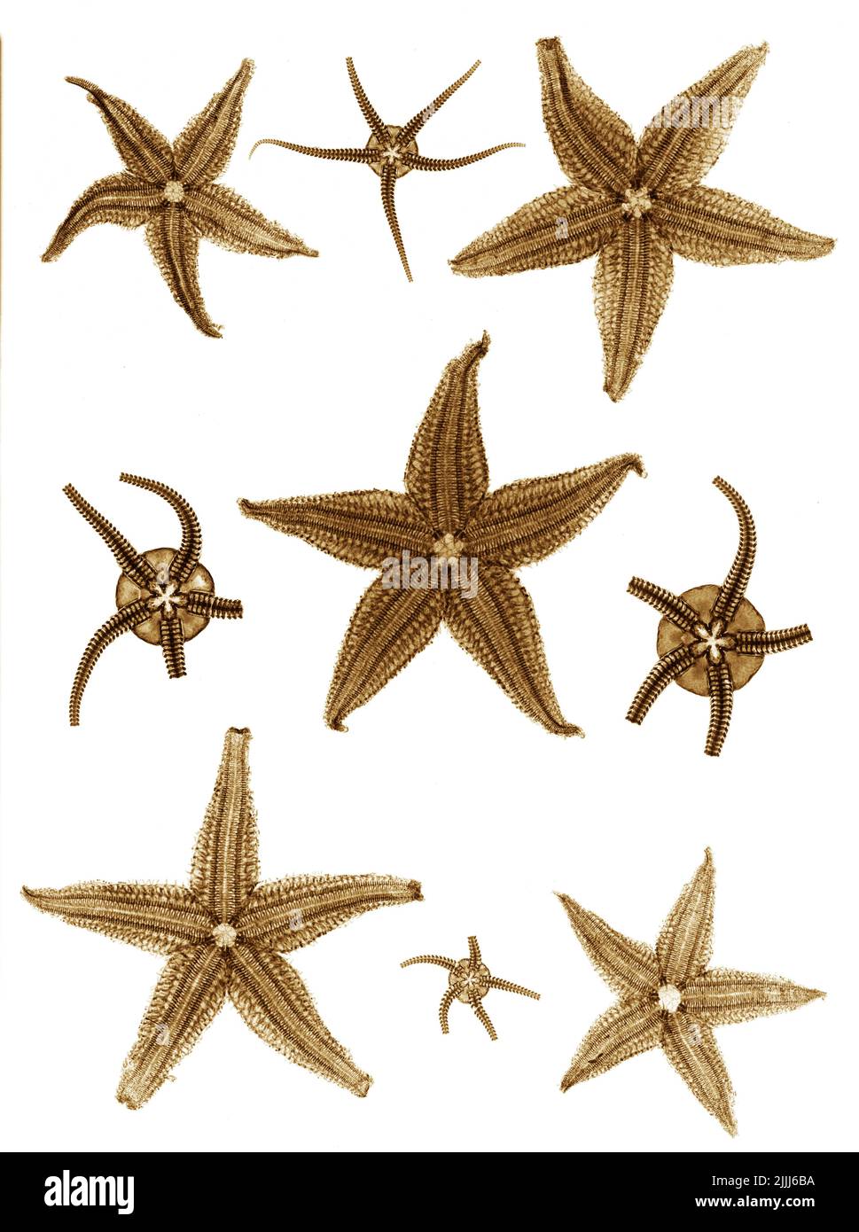 Starfish and brittle stars, X-ray Stock Photo - Alamy