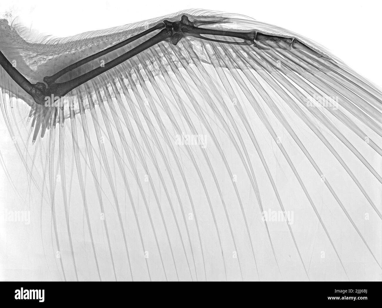 Wing of greylag goose, X-ray Stock Photo - Alamy