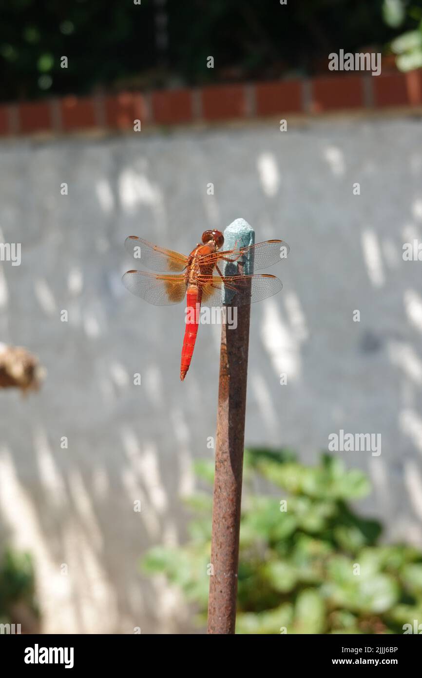 Red Dragonfly Neon Skimmer Libellula croceipennis. Home garden Southern ...