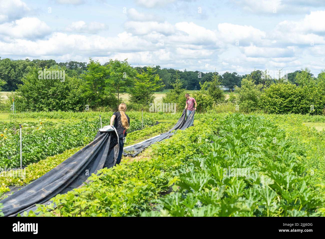 Farmers laying tarp on a plant Stock Photo - Alamy
