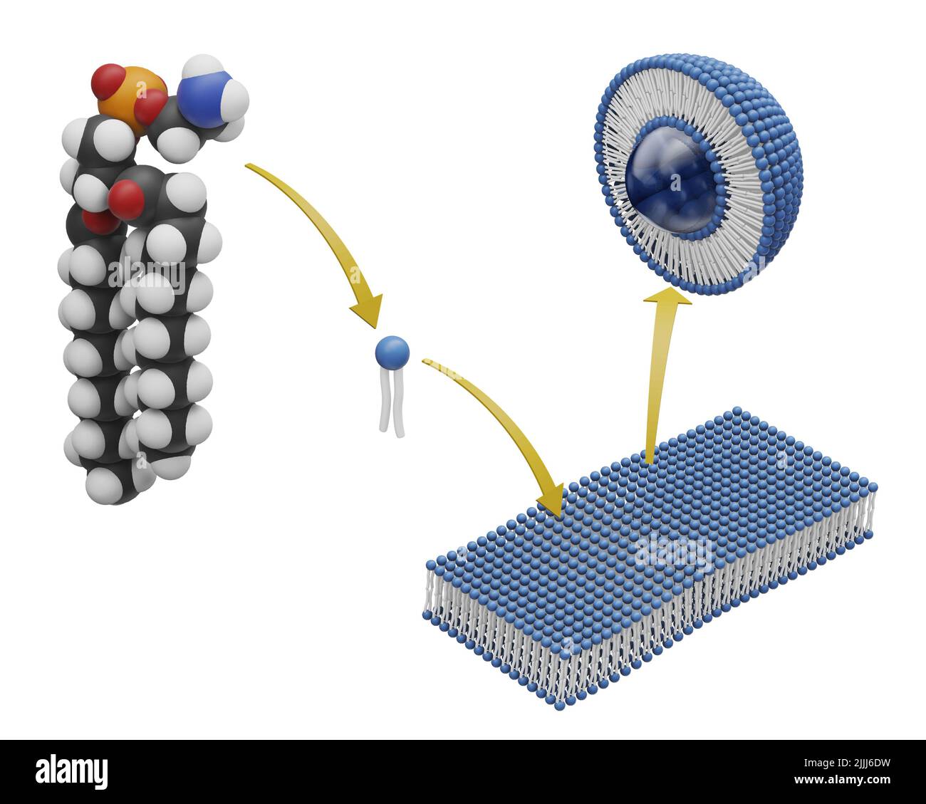 Liposome structure, illustration Stock Photo - Alamy