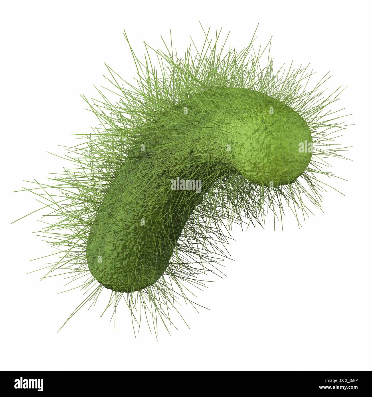 Bacillus infernus bacterium, illustration Stock Photo - Alamy