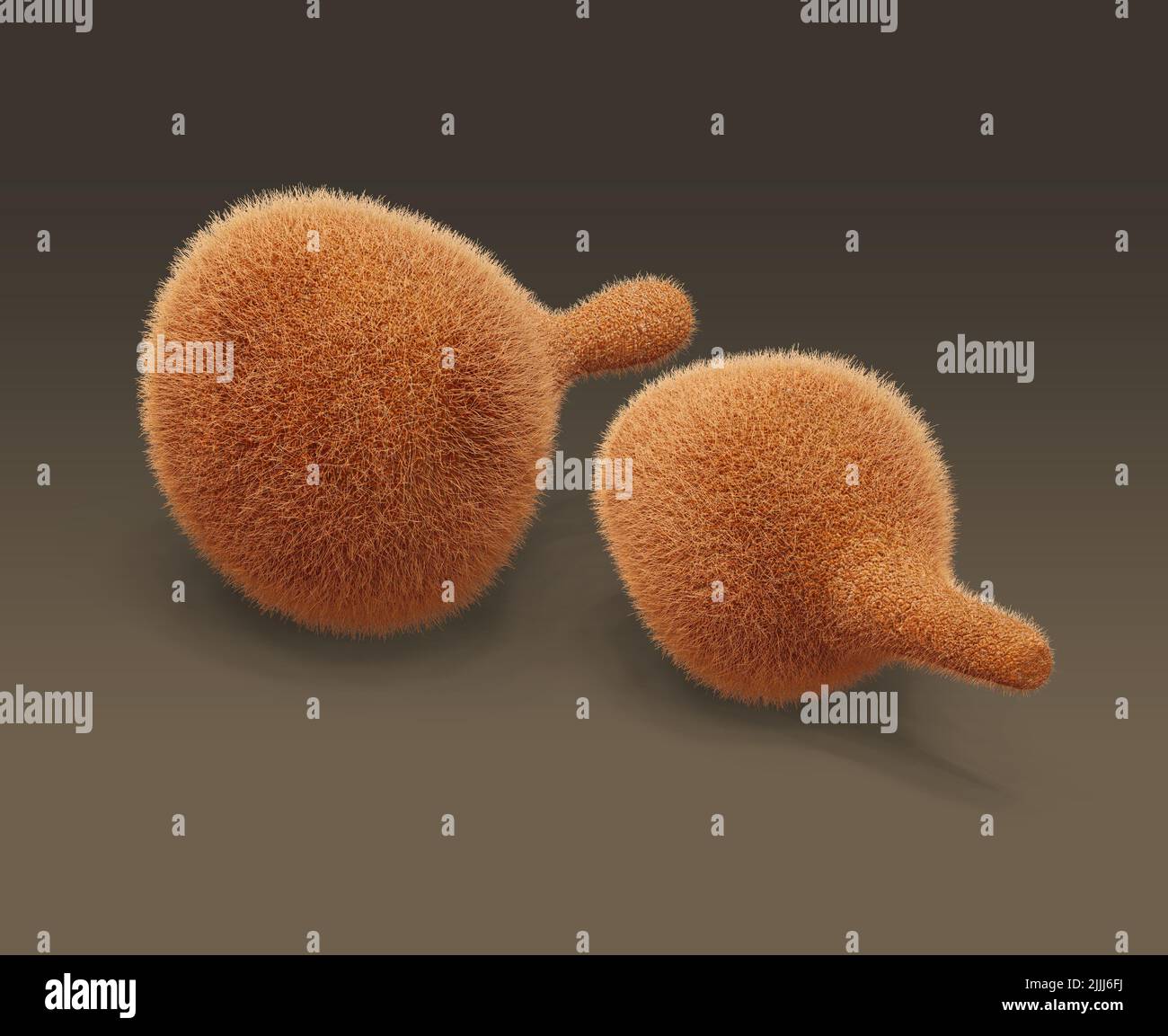 Mycoplasma genitalium, illustration Stock Photo - Alamy