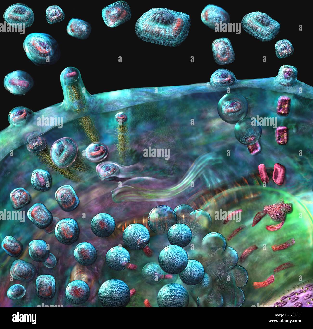 Smallpox life cycle, illustration Stock Photo - Alamy