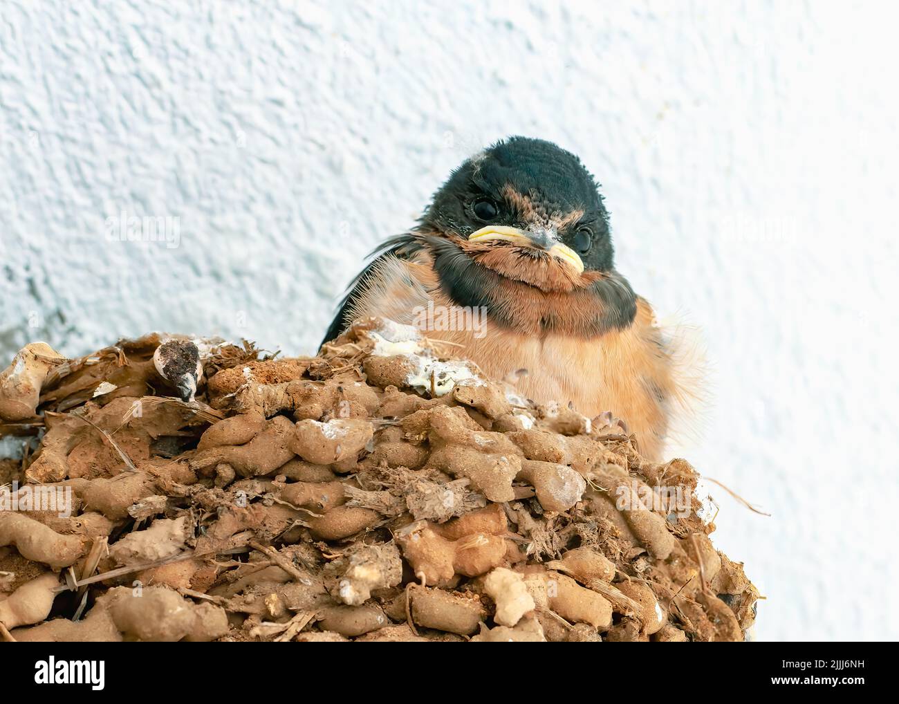 Baby birds sitting in nest hi-res stock photography and images - Alamy
