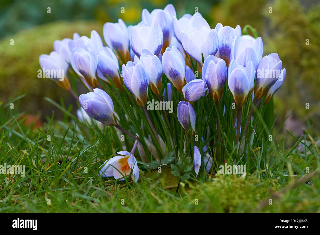 Vibrant, blue and colourful spring flowers blossoming and blooming in a ...