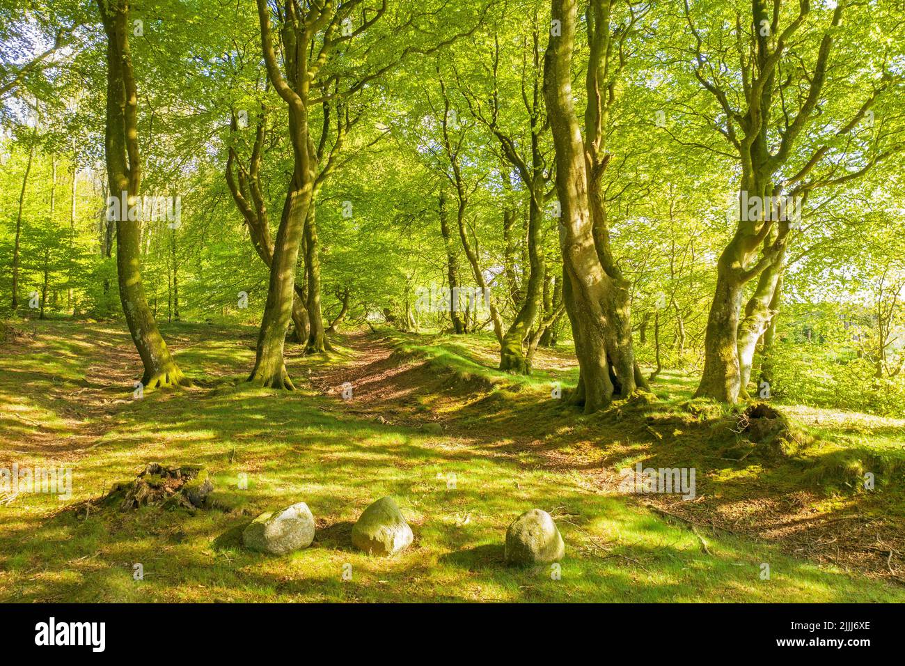 Landscape, green and copyspace view of a lush nature forest in the ...