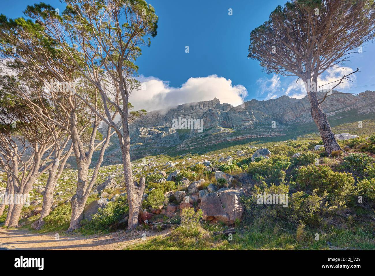 Table mountain plants hi-res stock photography and images - Alamy