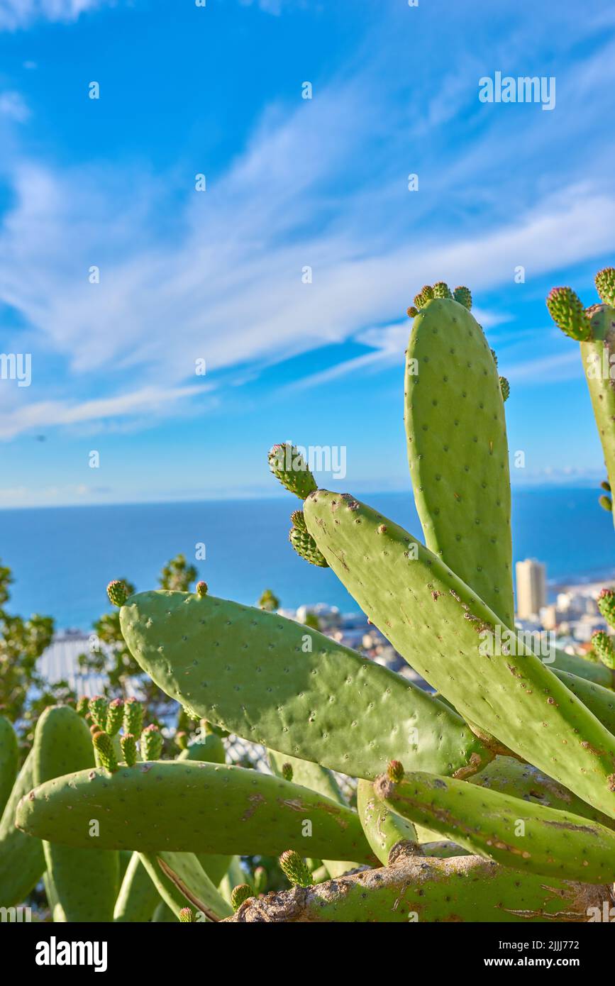 Blue sky, closeup of green nopal cactus plant growing on a hill with ...