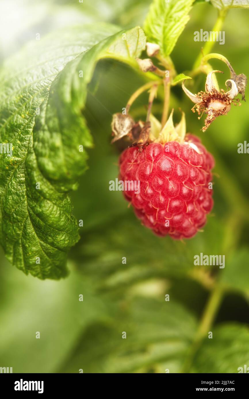Closeup of a red raspberry on a green, vibrant vine in nature. Zoom in ...