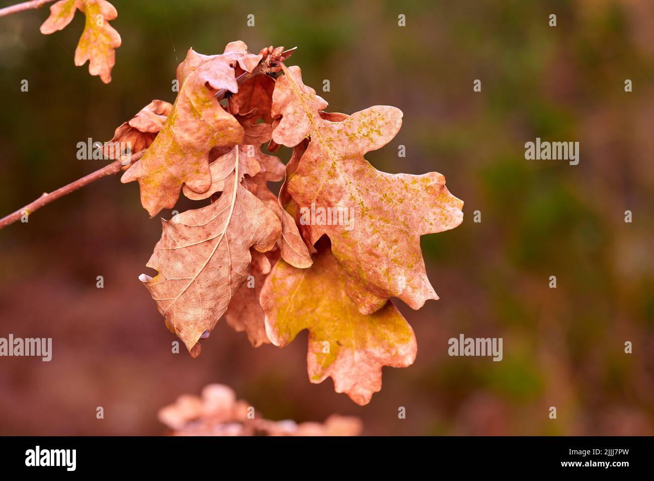 Colorful brown leaf from a tree or bush growing in a garden. Closeup of ...