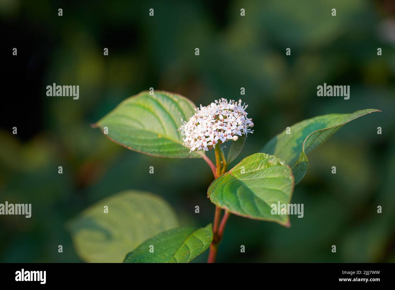 Beautiful and vibrant white flower growing in a peaceful backyard ...