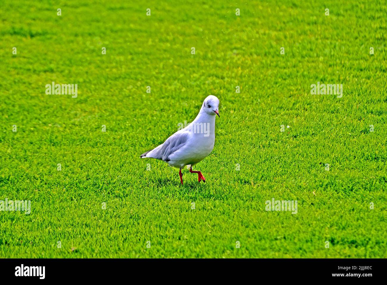 white seagull walking on fresh gren grass, ecological environment ...
