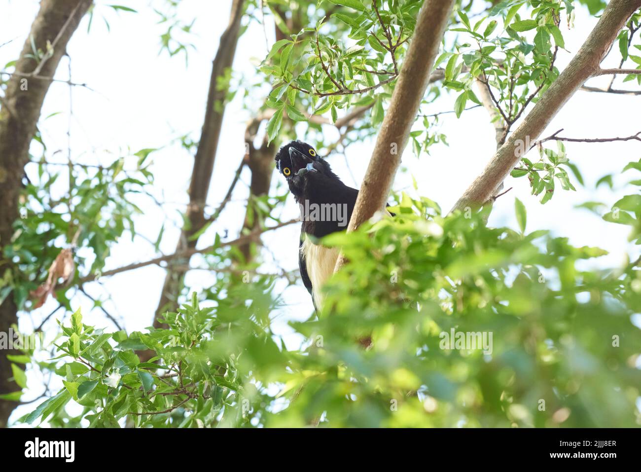 Plush-crested jay, cyanocorax chrysops, Argentinean bird perched on a ...