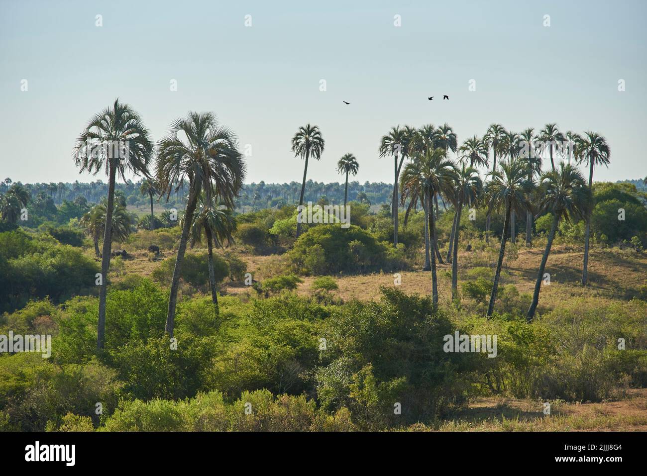 Landscape of El Palmar National Park, in Entre Rios, Argentina, a ...