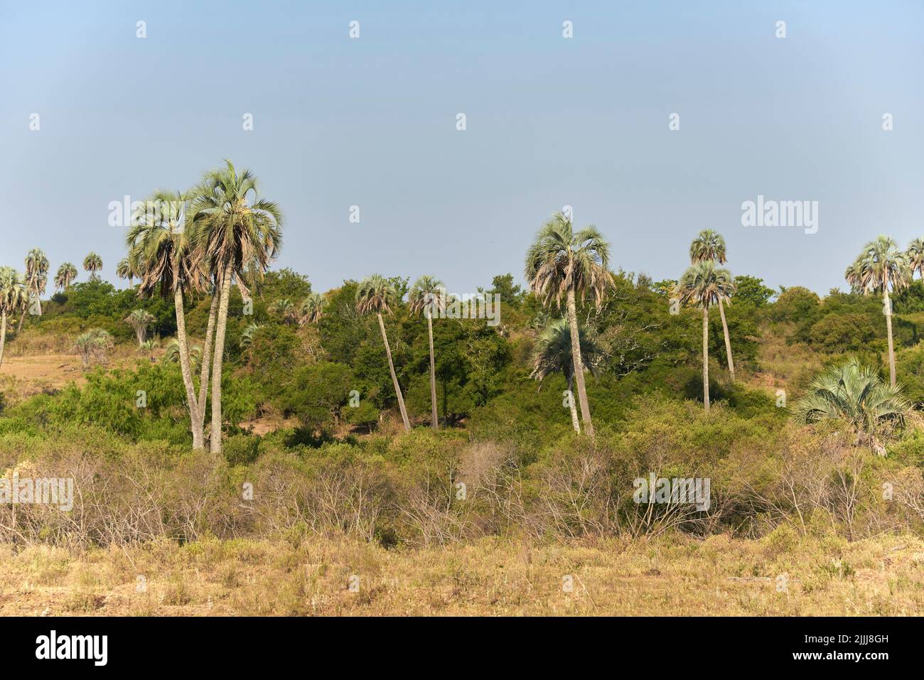 Landscape of El Palmar National Park, in Entre Rios, Argentina, a ...