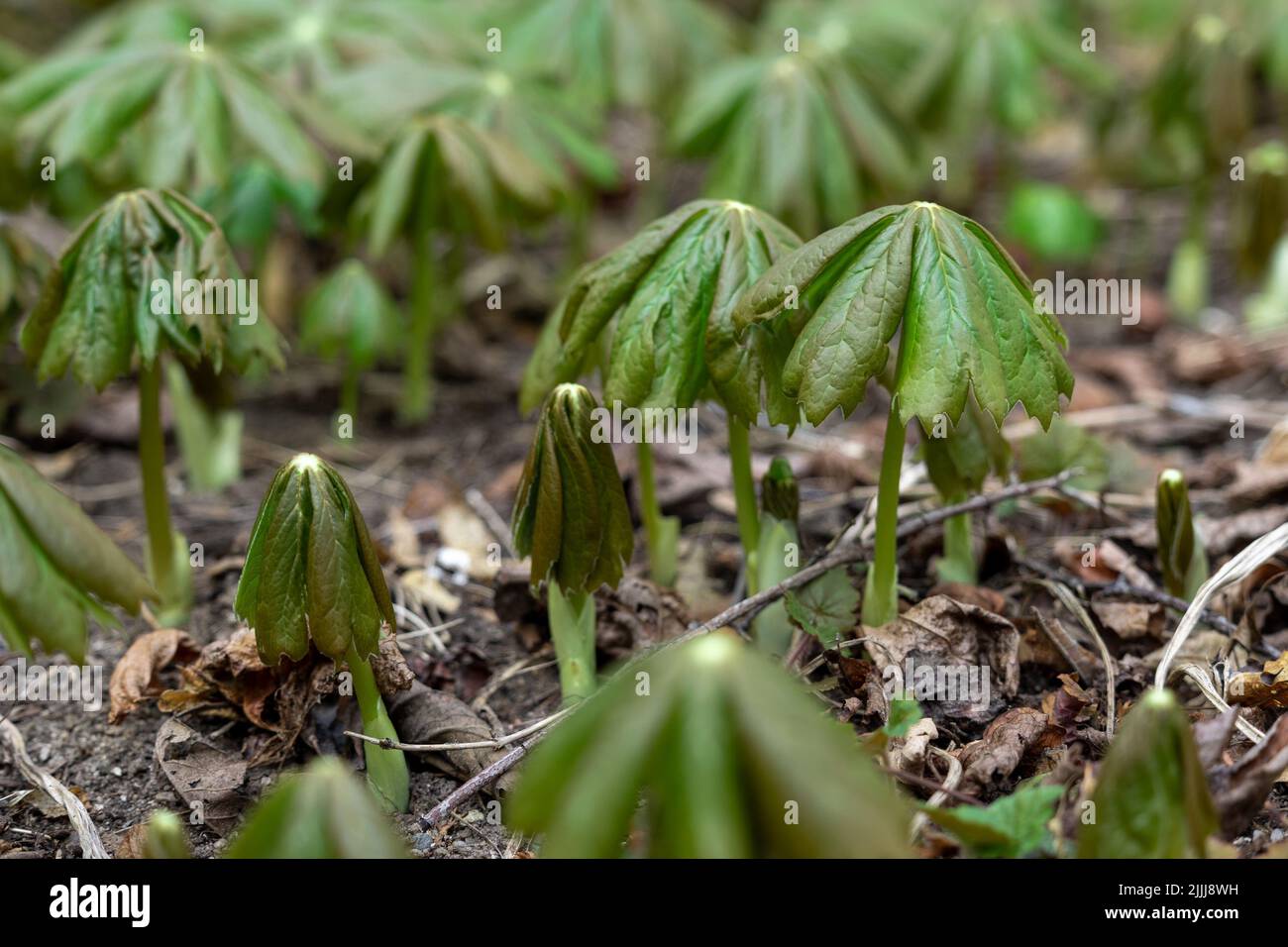 A selective focus of Podophyllum peltatum plant on a dry ground Stock ...