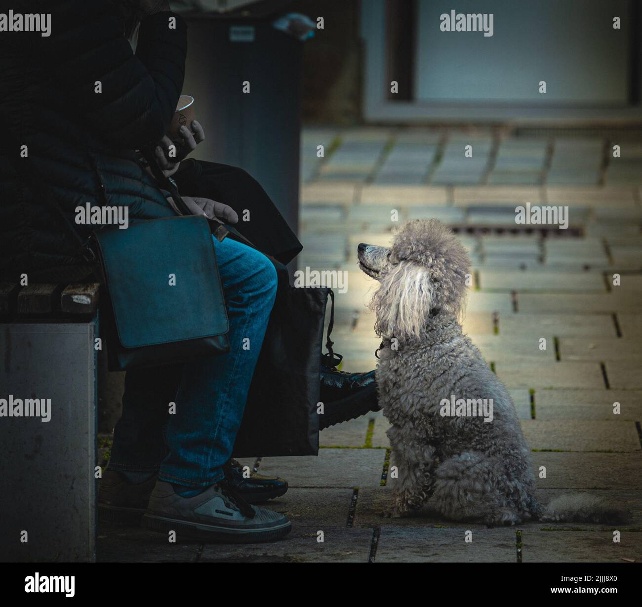 Homless dog hi-res stock photography and images - Alamy