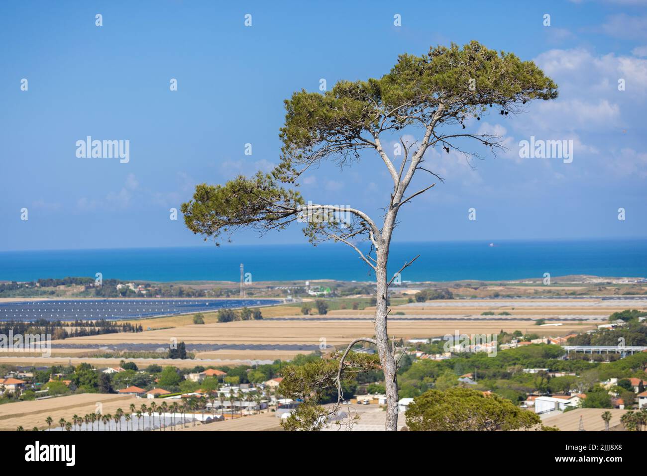 A green tall Aleppo pine tree with seascape and field in the background ...