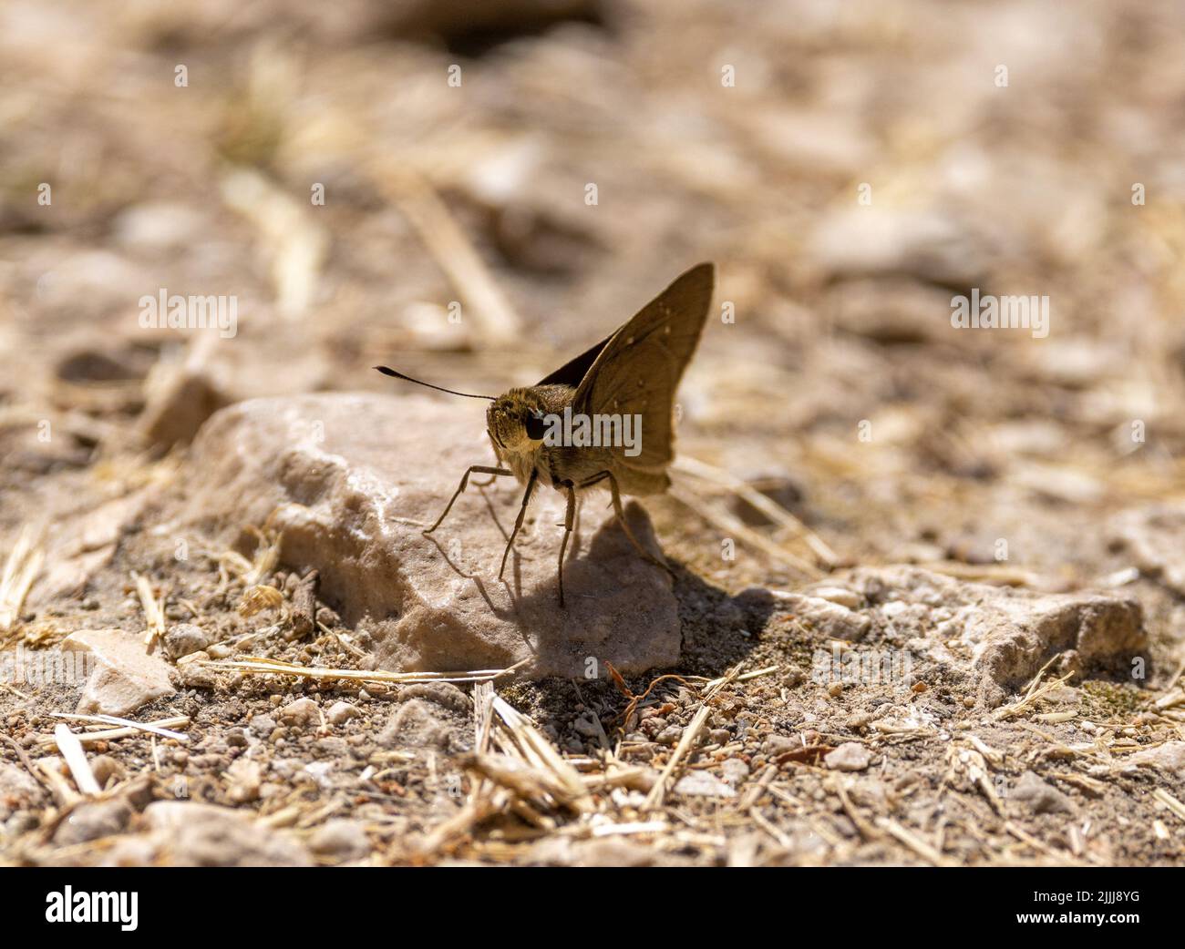 Pelopidas mathias mathias hi-res stock photography and images - Alamy