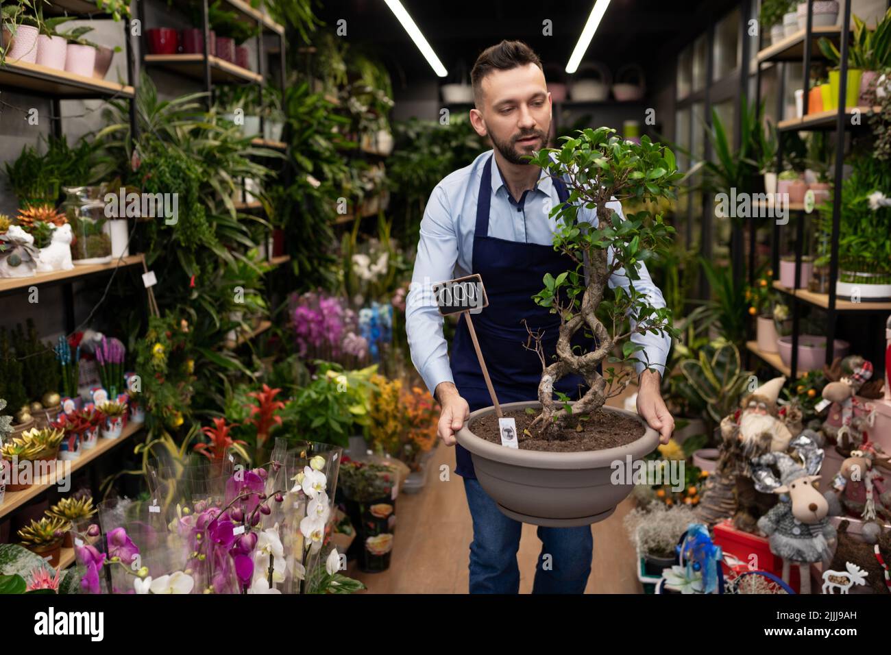 the flower boutique manager carries a Banzai in a pot Stock Photo - Alamy