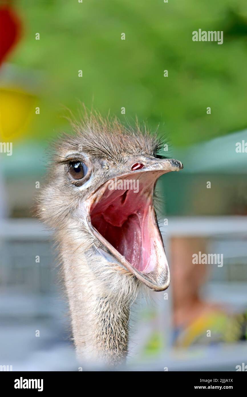 ostrich with open mouth closeup, cryed bird animal diversity Stock ...