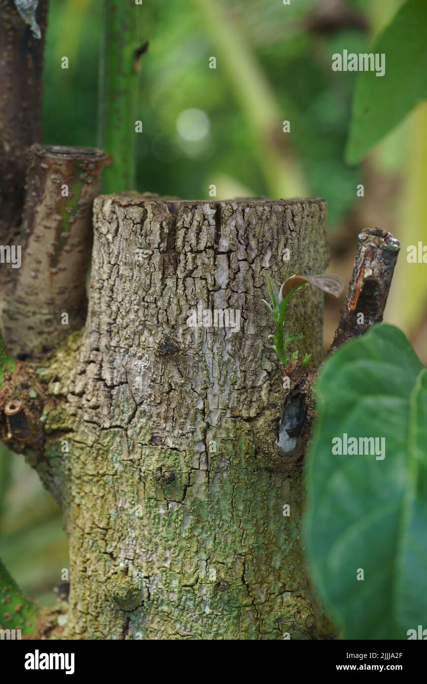 Fungus in the avocado tree,plant disease, avocado root rot Stock Photo ...
