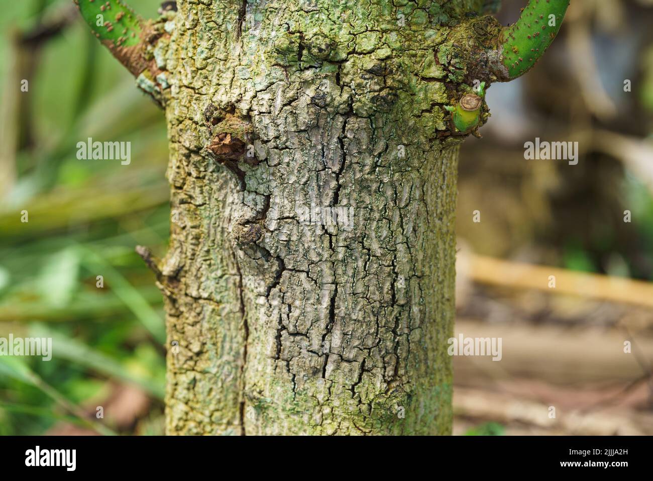 Root rot hi-res stock photography and images - Alamy