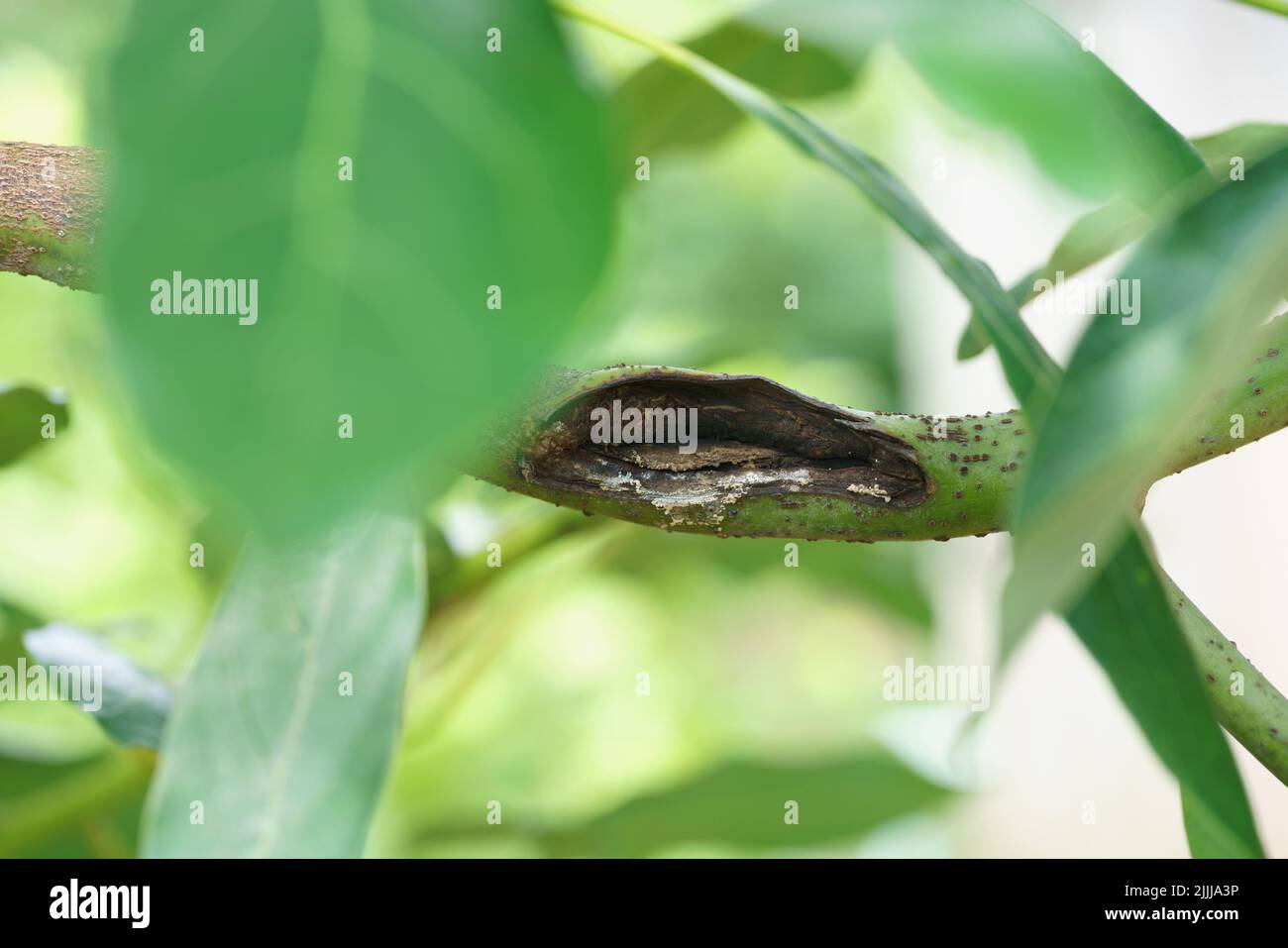 Fungus in the avocado tree,plant disease, avocado root rot Stock Photo ...
