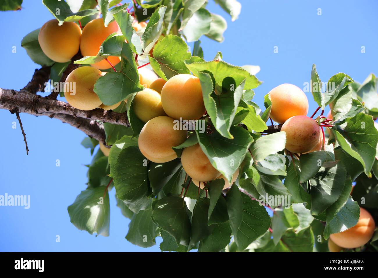 Apricot tree, branches loaded with clusters of bright orange fruit ...