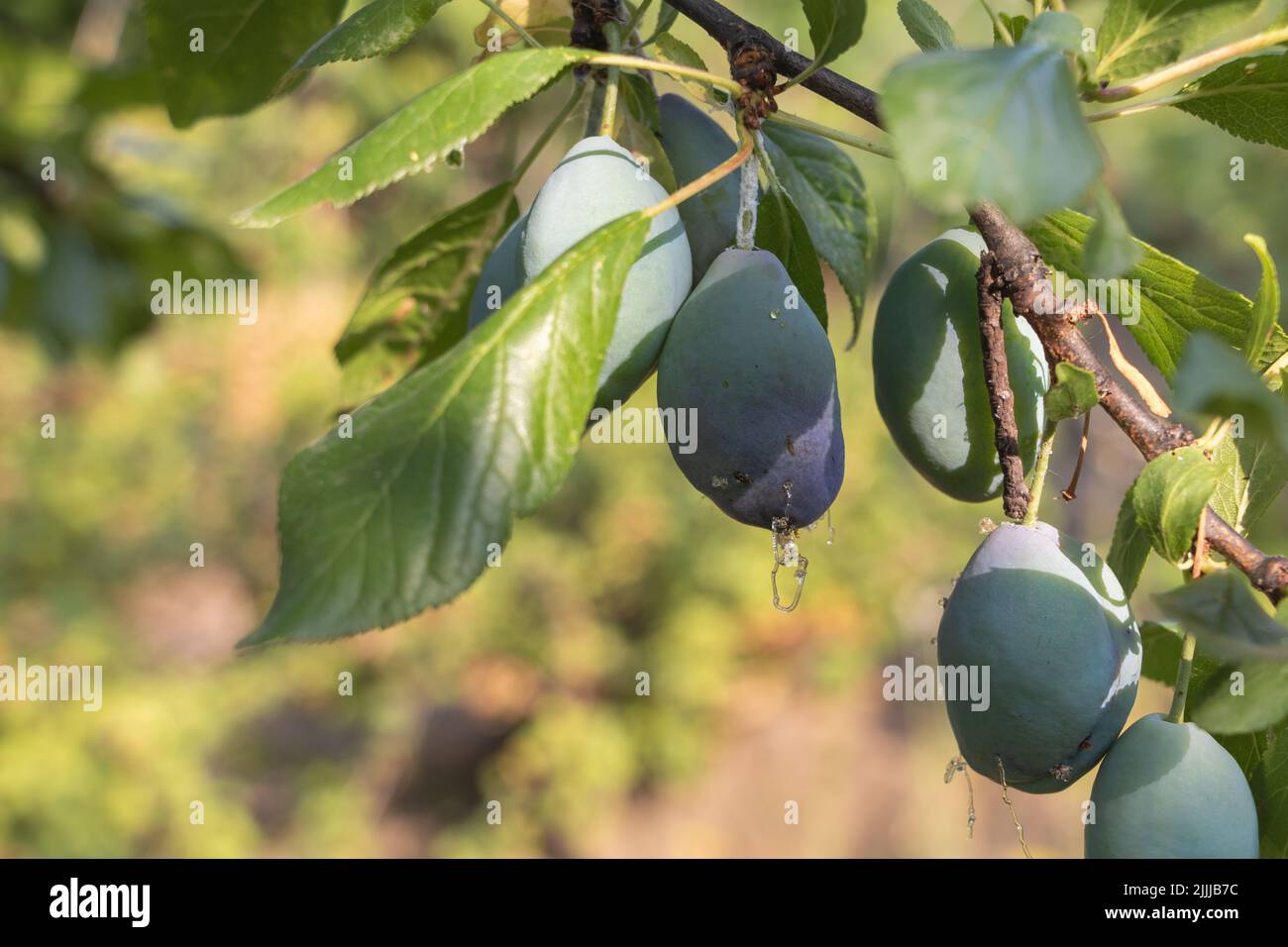 Plum tree with pests - The fruits are sick - Pest invasion concept ...
