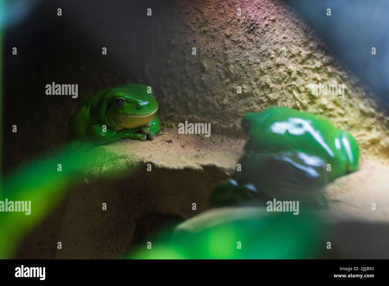 Two green toads under lighta Stock Photo - Alamy