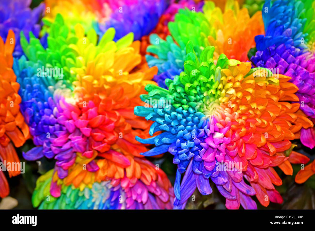 chrysanthemum rainbow closeup, different flowers color diversity Stock ...