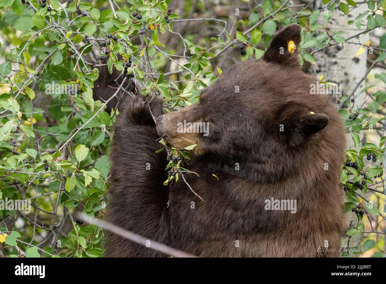 Brown bear eating leaves zoo hi-res stock photography and images - Alamy