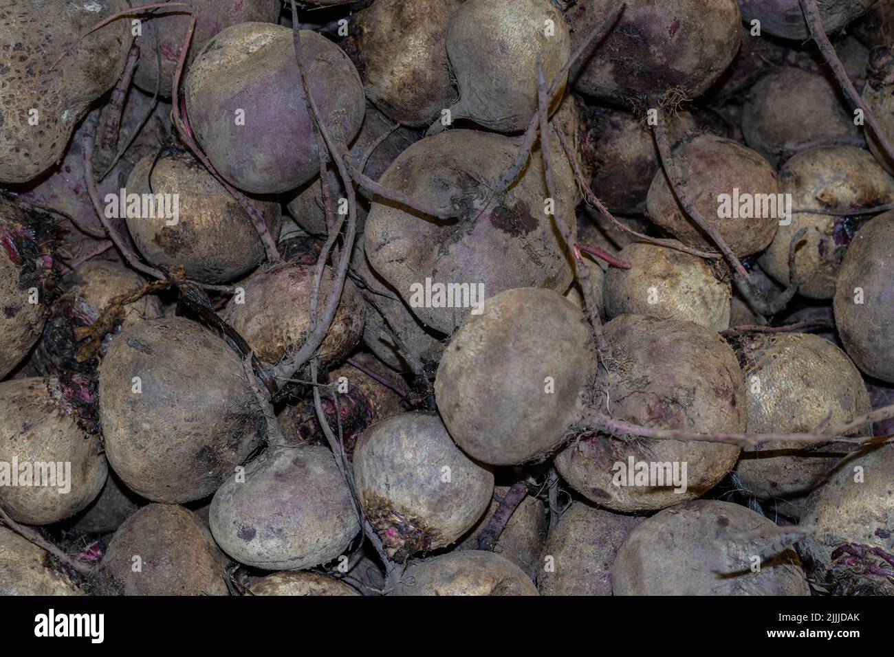 fresh organic beetroot from farm close up from different angle Stock ...