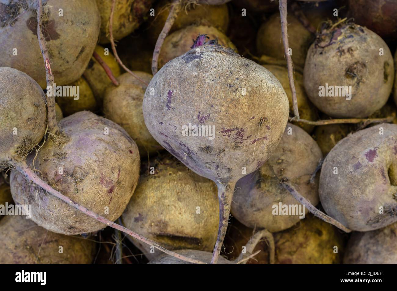 fresh organic beetroot from farm close up from different angle Stock ...